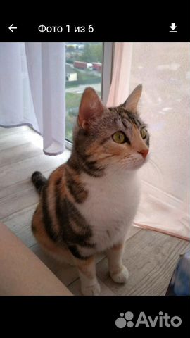 Кошка