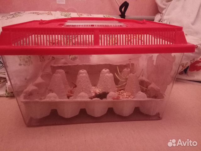 Мадагаскарский шипящий таракан