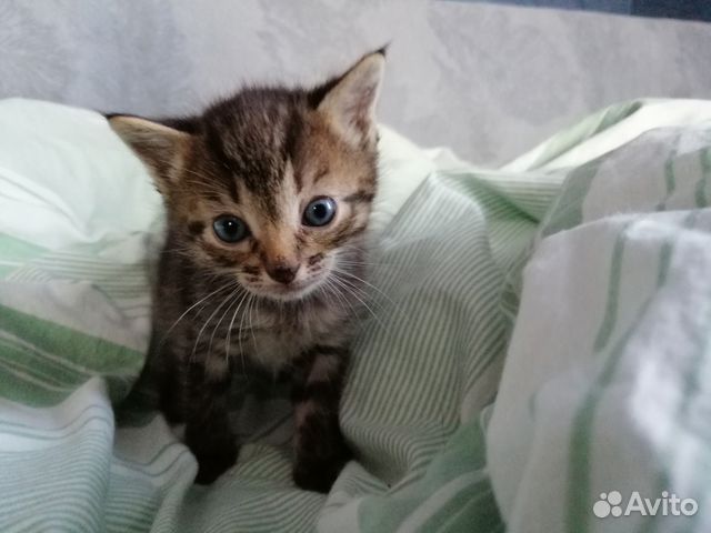 Двухмесячные котята-кесарята - серый и полосатый