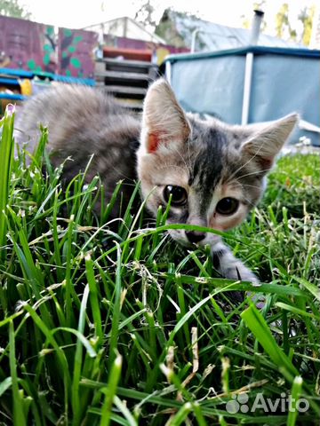 Домовитые котята