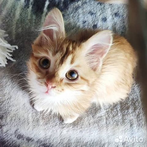 Чудо котенок ищет дом