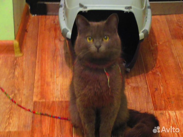 Найден котик британец лиловый-метис британца