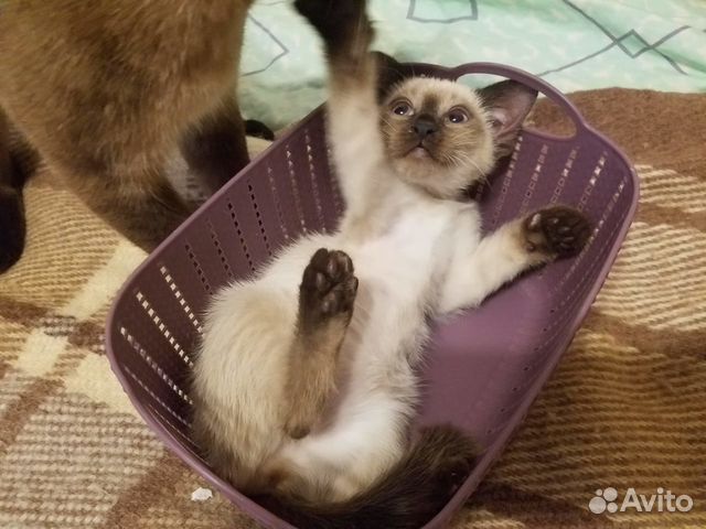 Тайский котенок - девочка (сил-поинт)