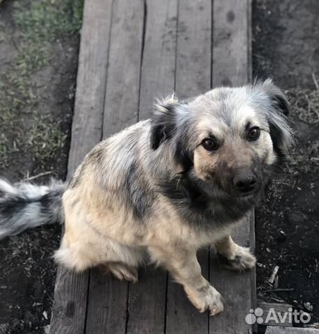 Собака, девочка, сука волчьего окраса