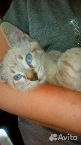 Котик 2,5 месяца