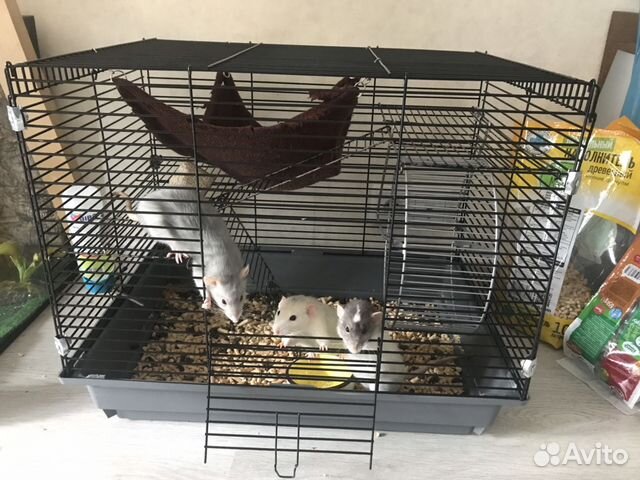 Крыски с клеткой