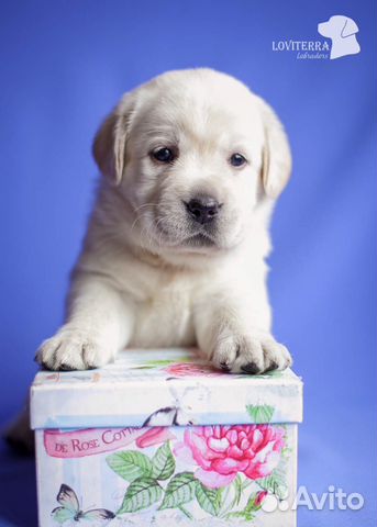 Лабромалыши