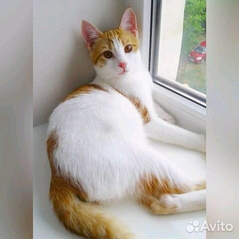 Котенок окраса ван