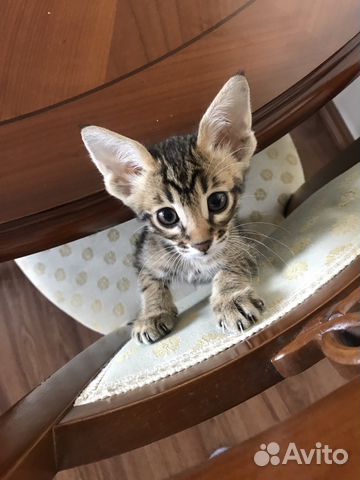 Саванна котенок