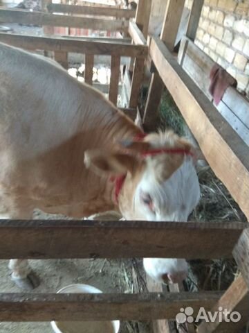 Продам телку