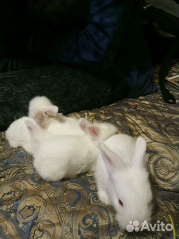 Кролики декоративные