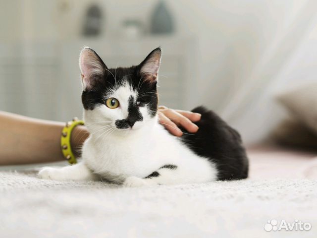Котёнок в добрые руки на пмж