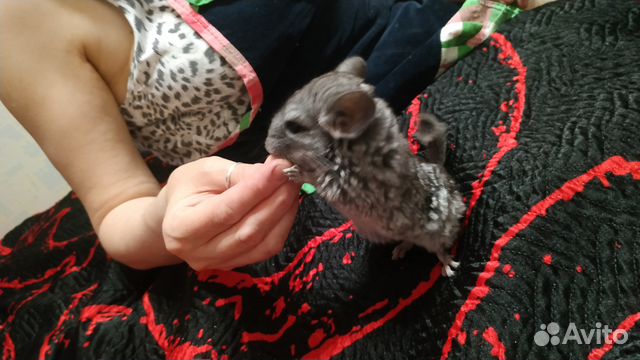 Шиншилла девочки из 4 помета