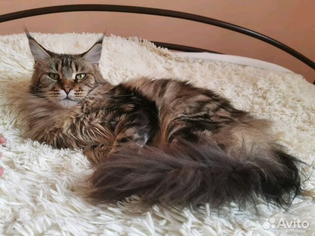 Шикарная кошечка