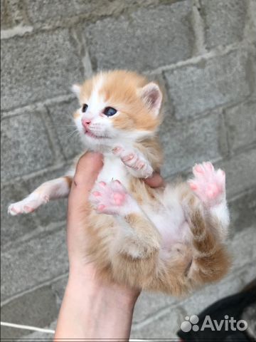 Рыженький котик ищет дом