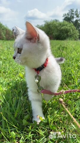 Шотландский котёнок