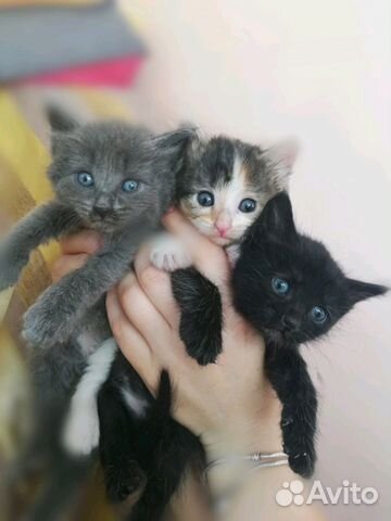 Красотки в добрые руки