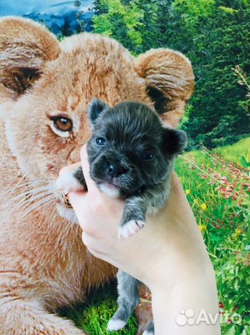 Щенки чихуахуа