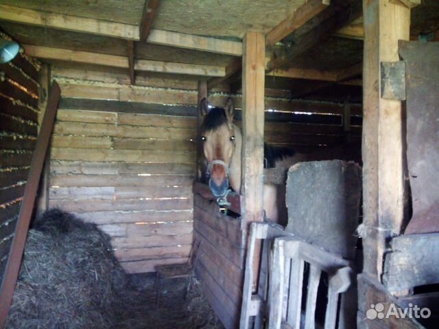 Кобыла 4 года