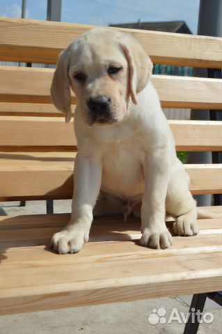 Лабрадор щенок 3