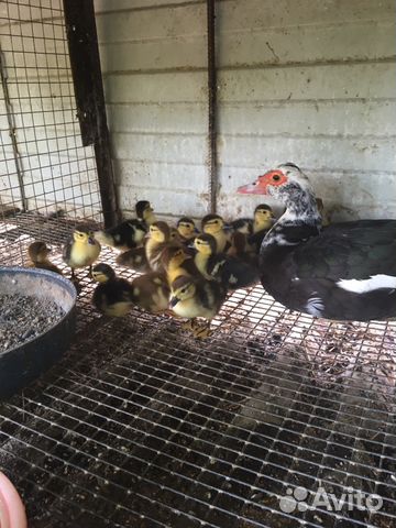 Индаутка с утятами (мускусная)