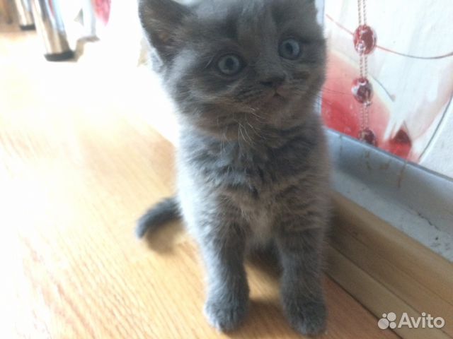 Продам котёнка,девочка,возраст 4 недели