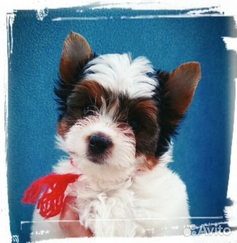 Щенки редкой породы. Бивер