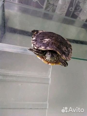 Черепашка водоплавающая