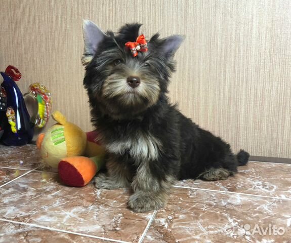 Шоколадки для души