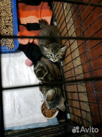Пушистый котенок 2 мес