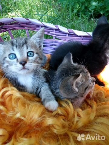 Котенок 1,5 мес