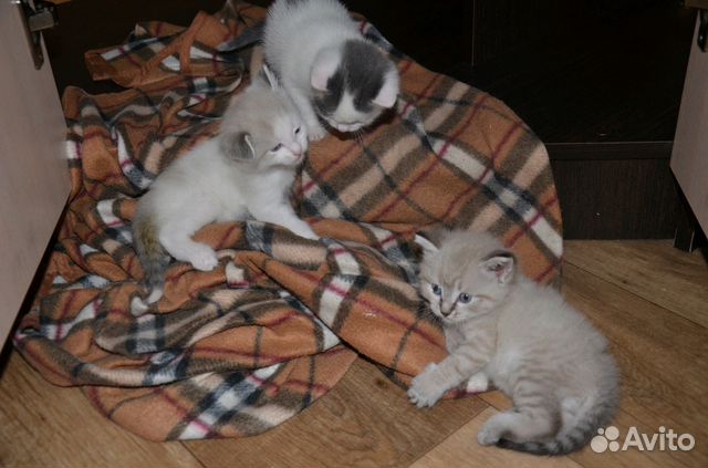 Раздаем котят от самой воспитанной кошки в мире