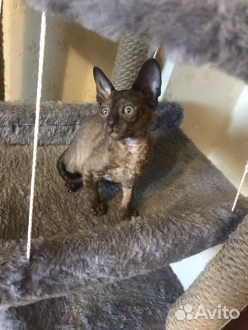 Котята корниш рекс