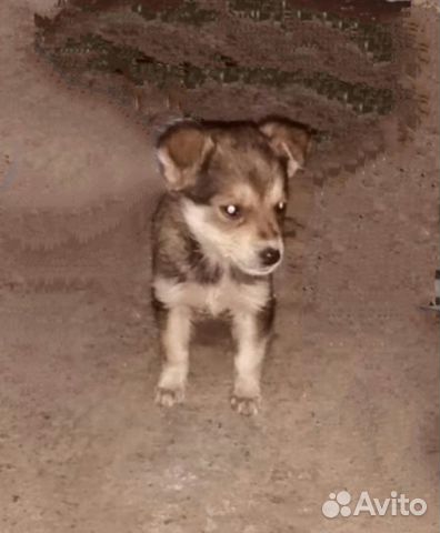 Щенок кнопка