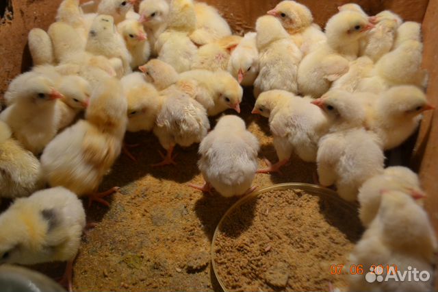 Продам цыплят бройлера кобб 500