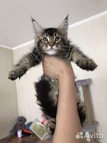 Тикированный кот
