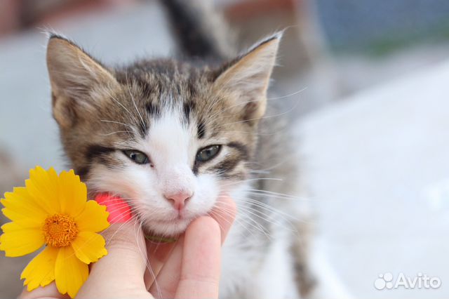 Котёнок