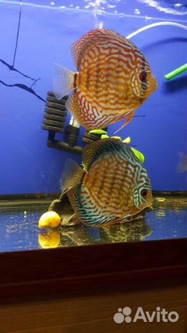 Продам пару дискусов