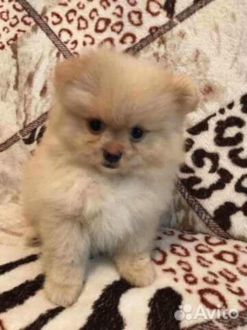 Шикарные рыжие пушистики