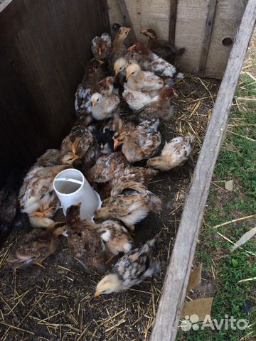 Цыплята несушек 1 месяц