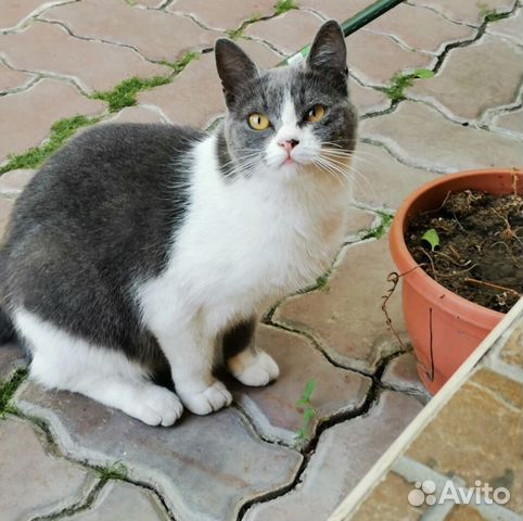 Кошка в добрые руки