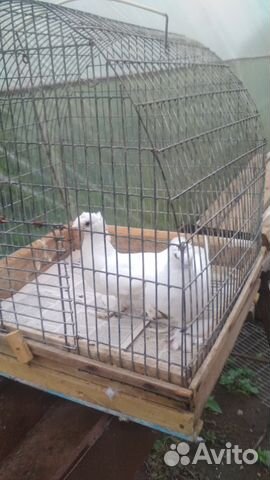 Продам голубей декаративных