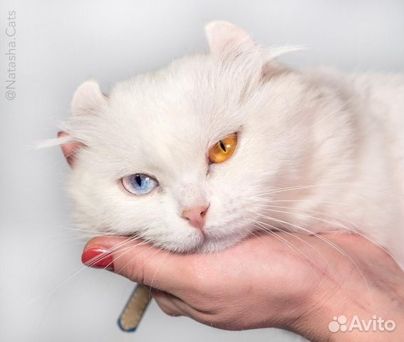 Кинкалоу топ класс разноглазый