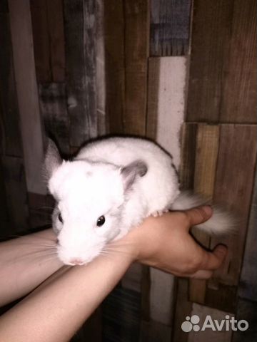 Шиншилла ищет семью)