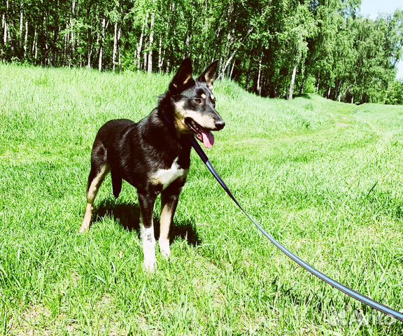 Маленькая собака Холли в добрые руки