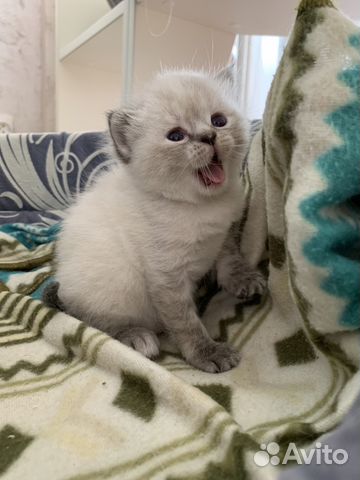 Отдаём котёночка в добрые ручки