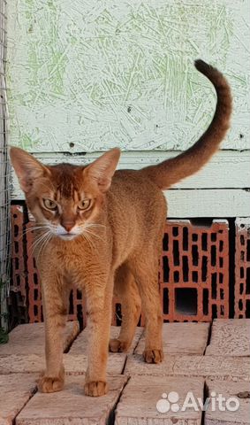 Чаузи кот