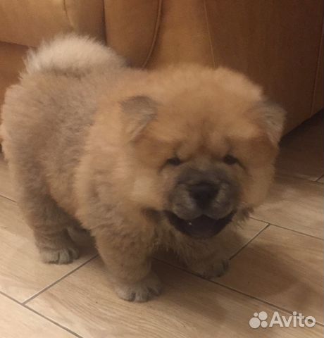 Щенки чау чау