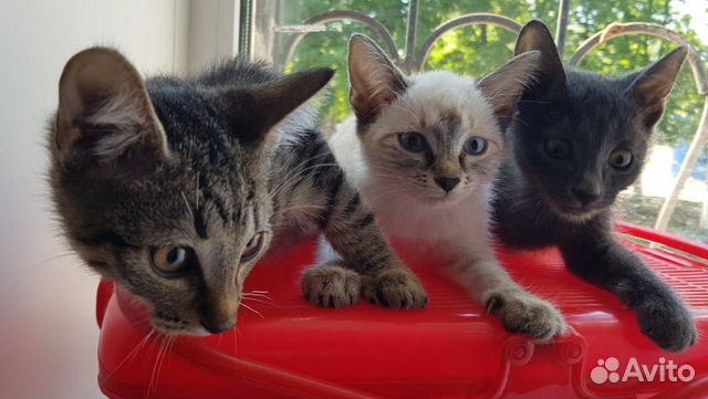 Котята в хорошие руки