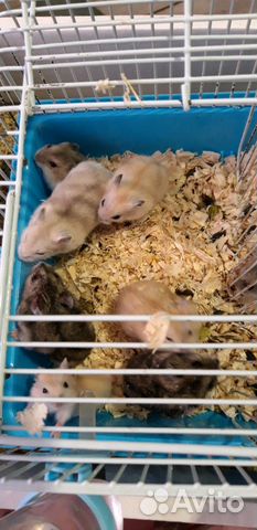 Хомячки джунгарские